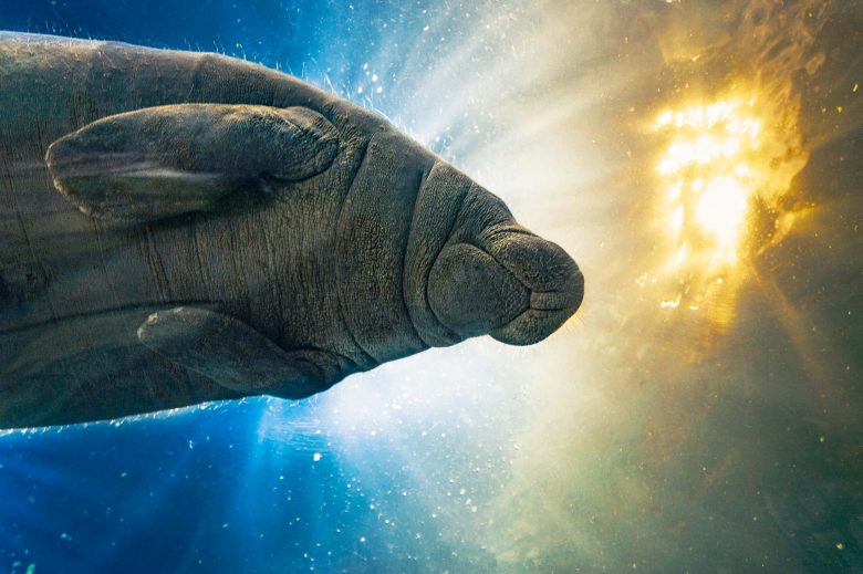 Florida Specialty Plate Spotlight Series: Save the Manatee | eTags