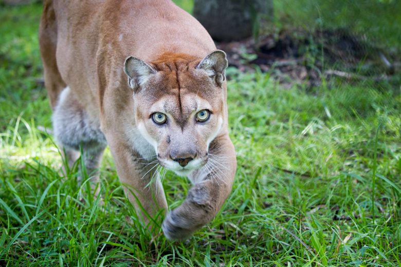 Florida Specialty Plate Spotlight Series: Protect the Panther | eTags